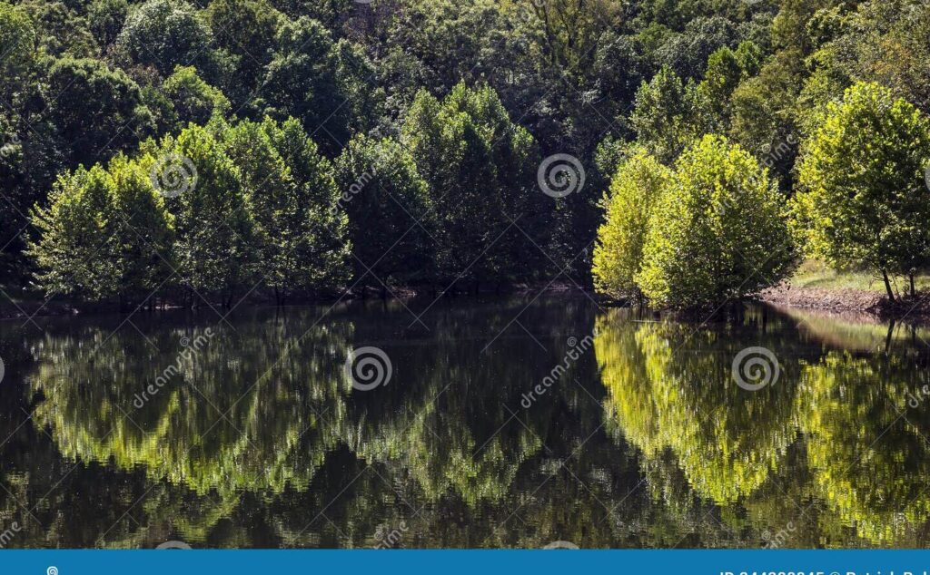 Cuáles Son Las Especies De Flora Y Fauna En La Selva Húmeda De México