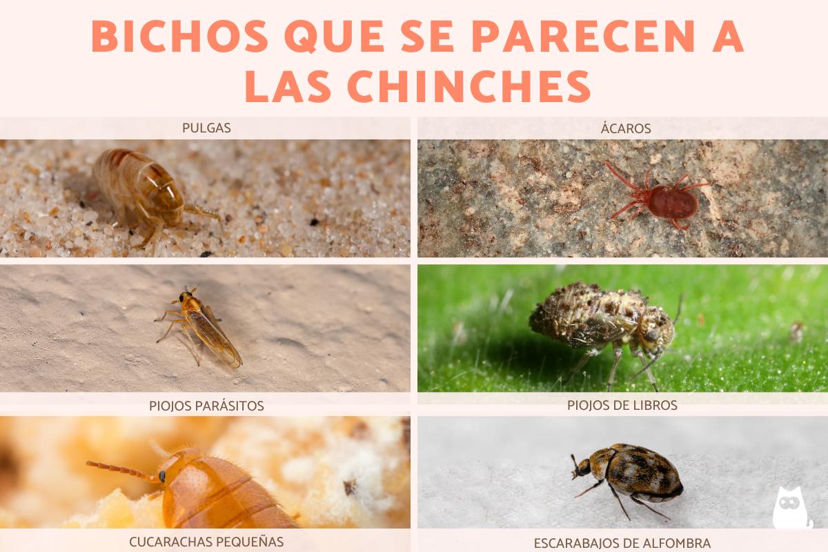 Qué Animales Se Parecen Alas Chinches » Microscopio.pro