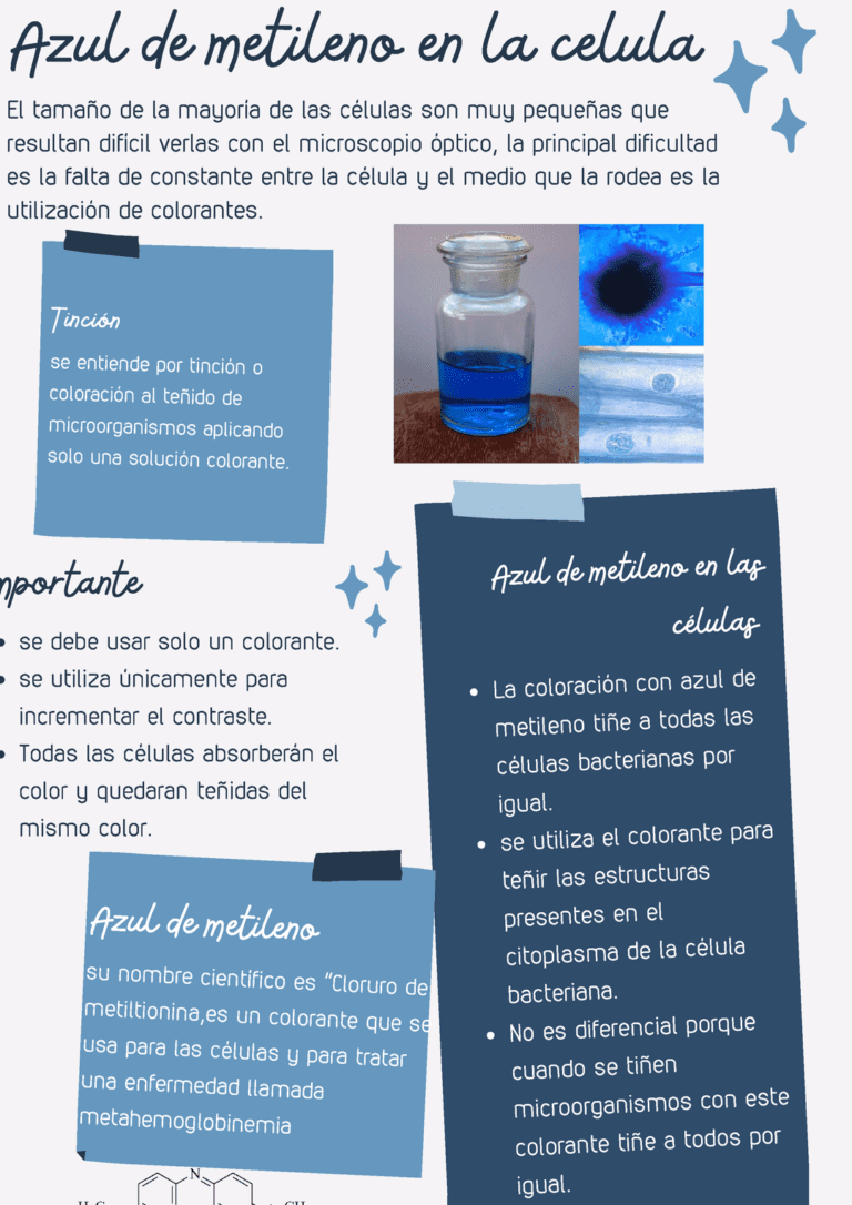 Descubre La Función Del Azul De Metileno En El Microscopio