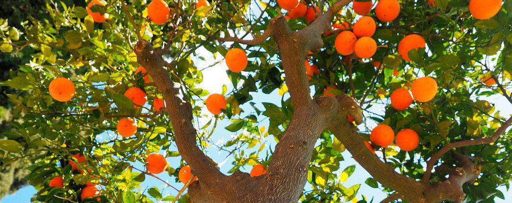 Descubre Los Diferentes Tipos De Tallos En Las Plantas