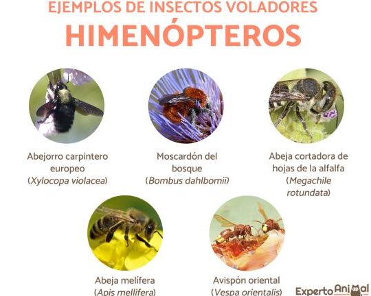 Descubre Los Diferentes Tipos Y Nombres De Insectos Voladores