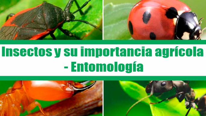 Coleópteros: Tipos, Características Y Ejemplos De Estos Fascinantes ...