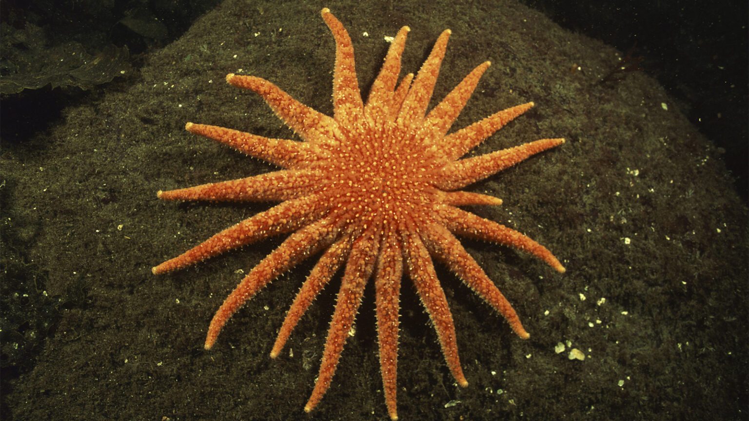 Cuáles Son Las Características Y Hábitat De La Estrella De Mar