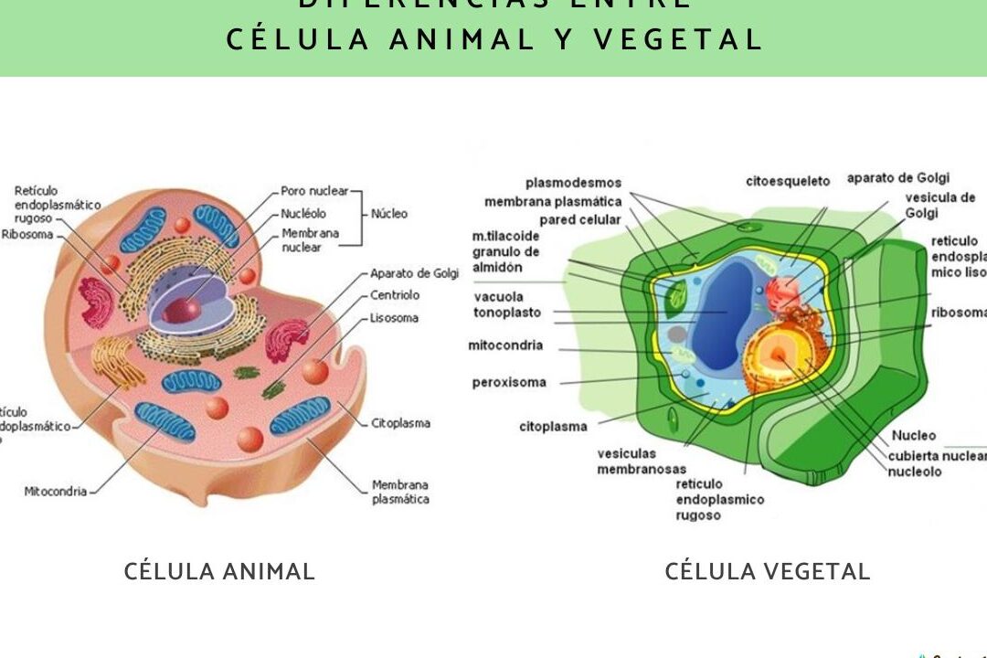 Cuáles Son Los Organelos Y Funciones De La Célula Vegetal