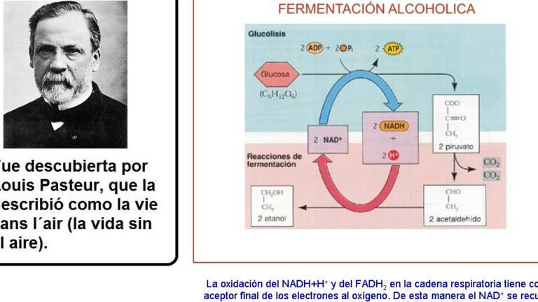 Descubre Los Tipos Y Ejemplos De Pigmentos Fotosintéticos