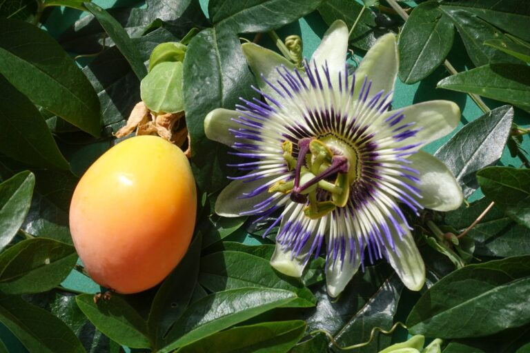 Qué Es El Fruto De La Flor De La Pasión Y Cómo Se Consume