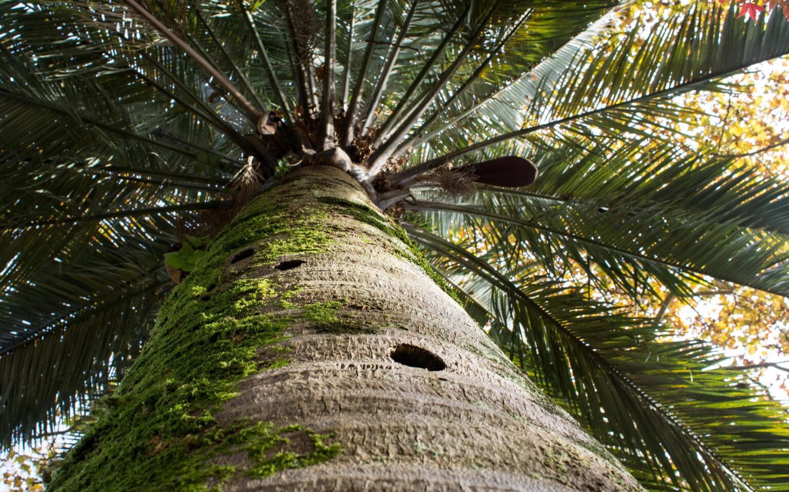 El Nombre Y La Importancia Del Tronco De La Palmera