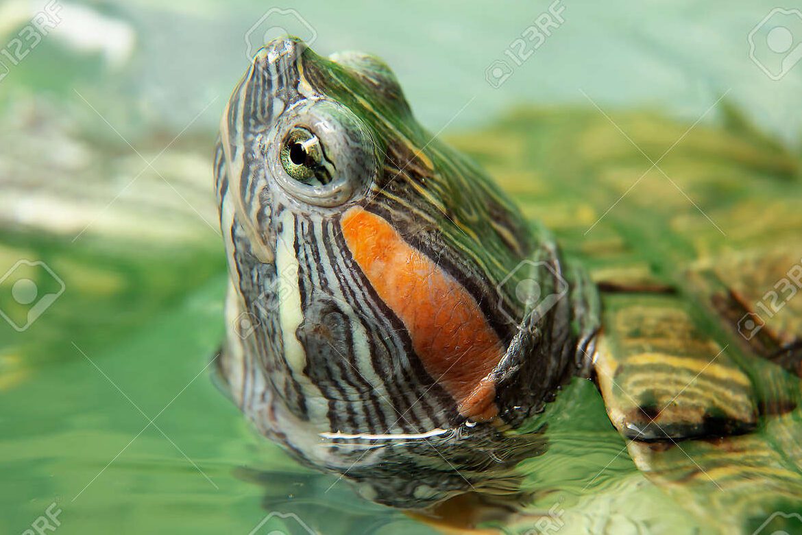 Cuáles Son Los Animales Que Pueden Vivir Tanto En Tierra, Agua Y Aire