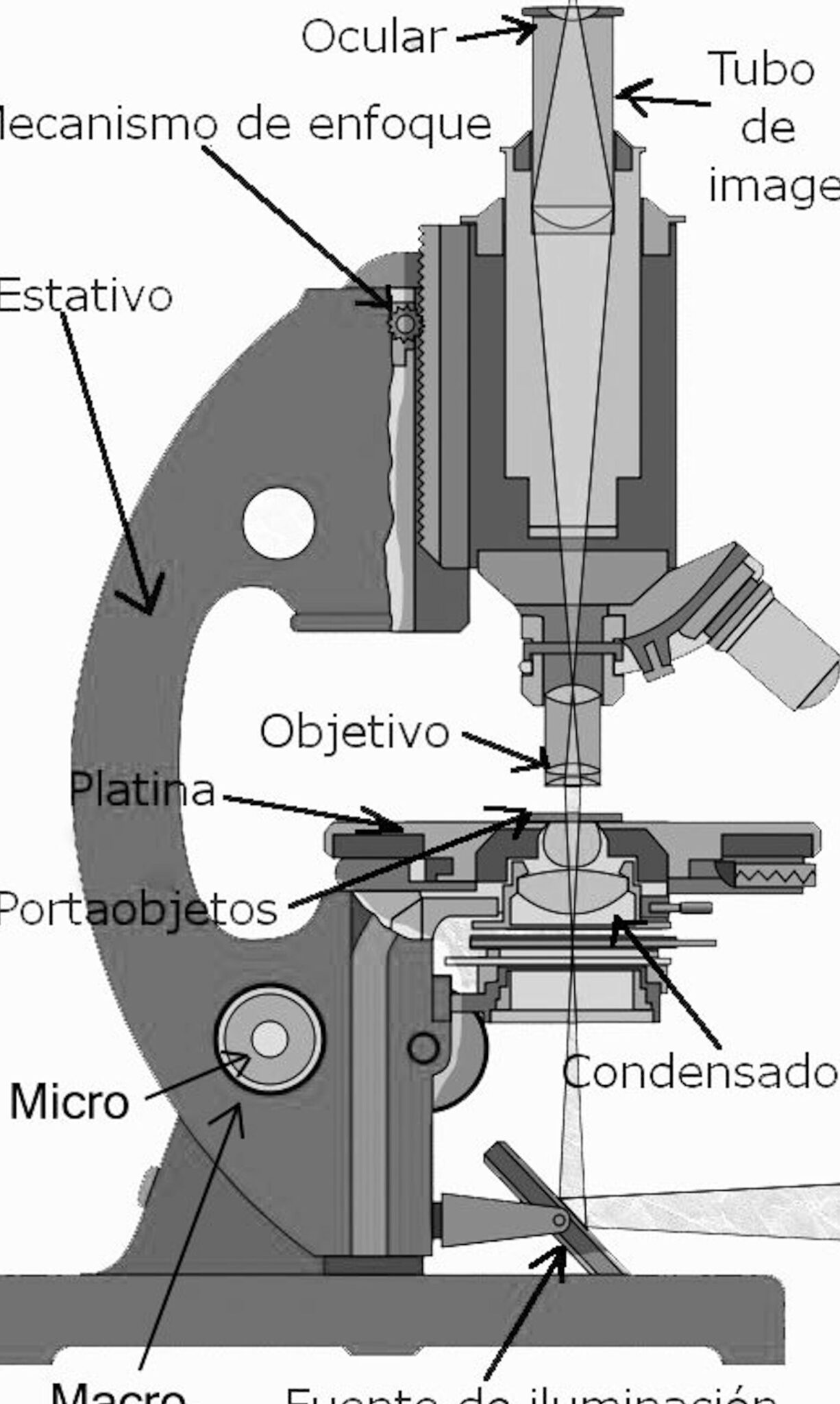 Mantenimiento Y Precauciones Del Microscopio: Guía Práctica