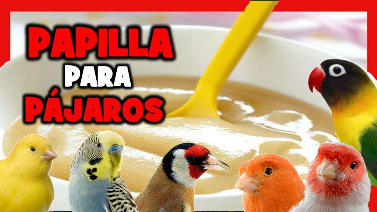 Que Se Les Da De Comer A Los Loros Recién Nacidos
