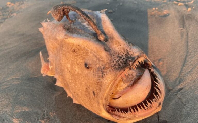 Descubre Al Pez Con Luz En La Cabeza: Un Fascinante Fenómeno Natural