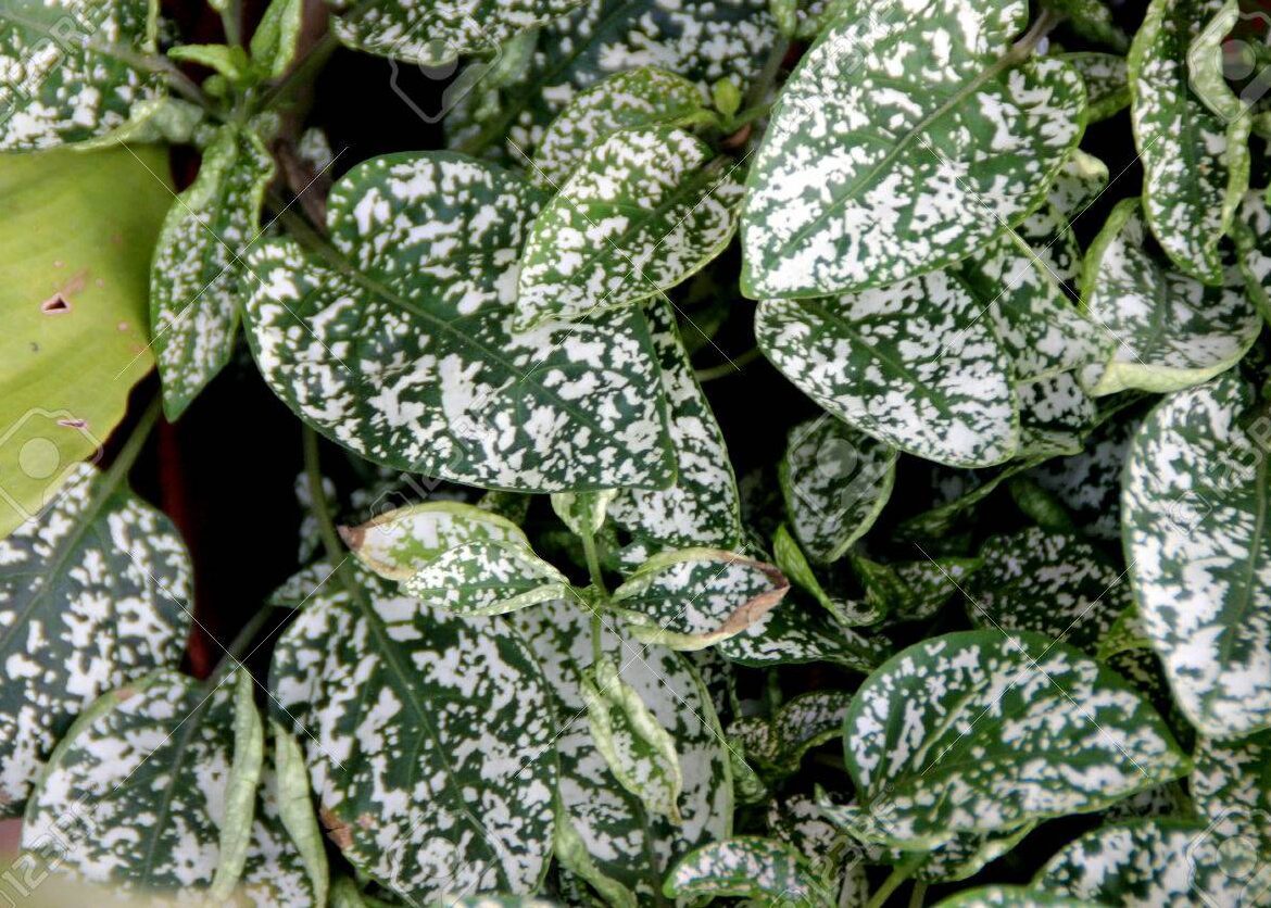 La Planta De Hojas Verdes Con Puntos Blancos: Belleza En Tu Jardín