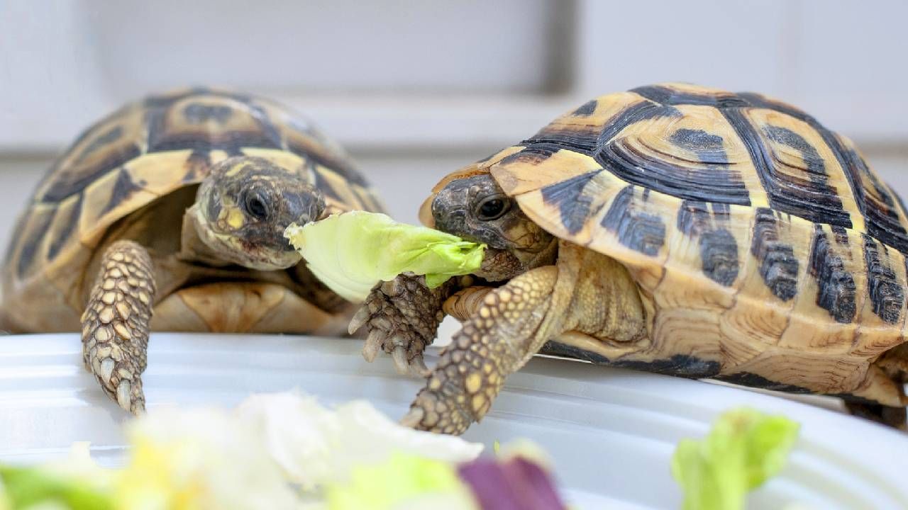 Cuánto Darle De Comer A Una Tortuga De Agua » Microscopio.pro
