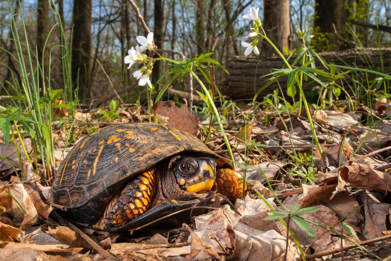 Cuál Es El Ciclo De Vida De Las Tortugas Terrestres